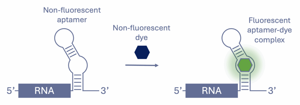 Fluorophore Dye Development | Lucerna Technologies